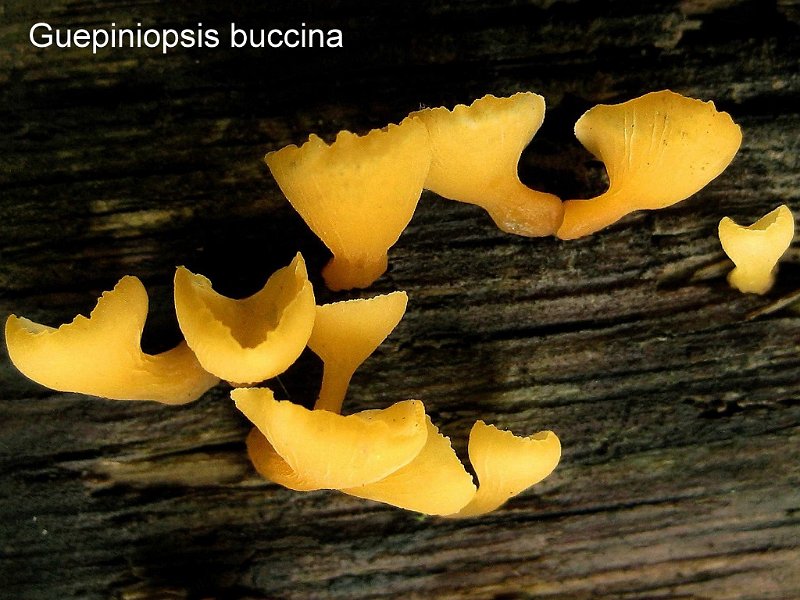 Guepiniopsis buccina