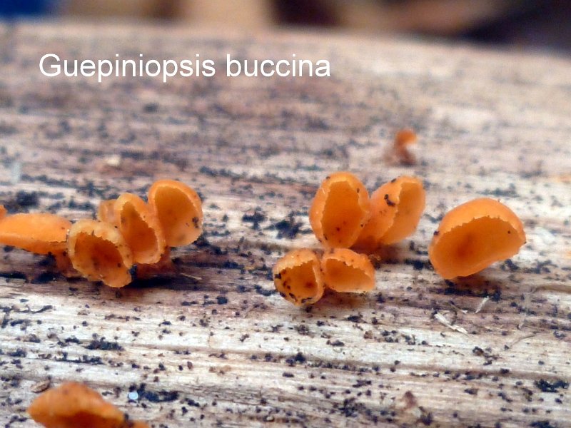 Guepiniopsis buccina